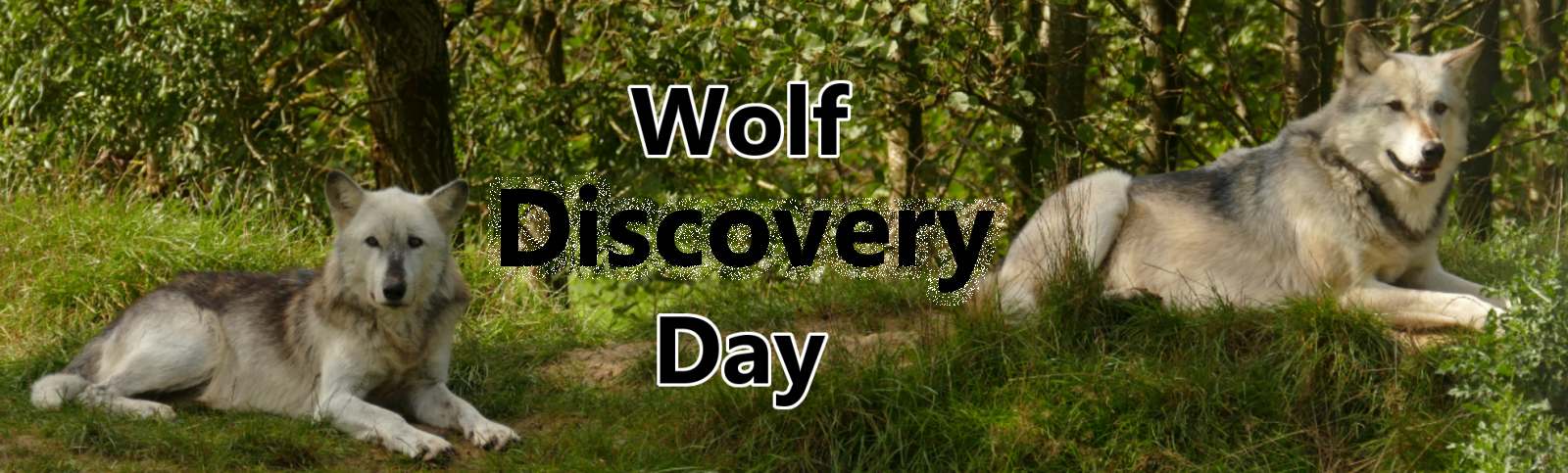 The UK Wolf Conservation Trust