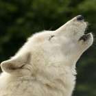 The UK Wolf Conservation Trust