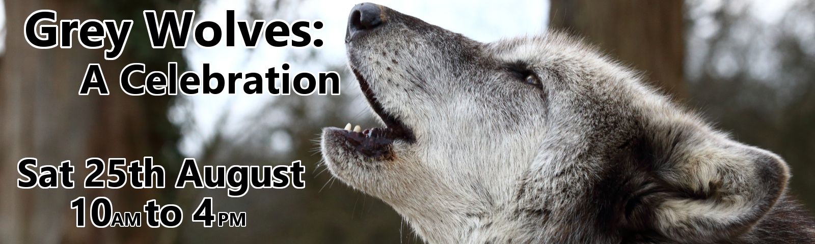 The UK Wolf Conservation Trust