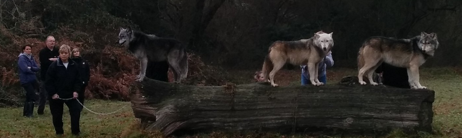 The UK Wolf Conservation Trust