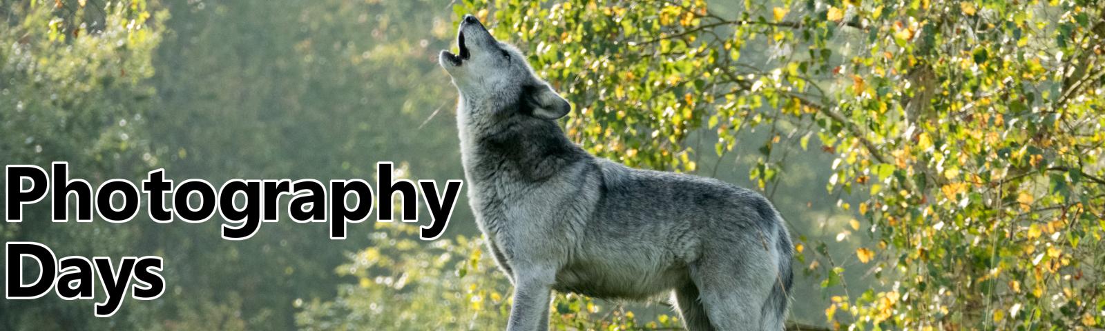 The UK Wolf Conservation Trust