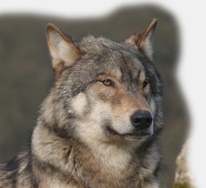 Torak - additional info | UK Wolf Conservation Trust